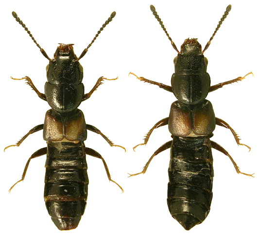 Platystethus cornutus | UK Beetle Recording